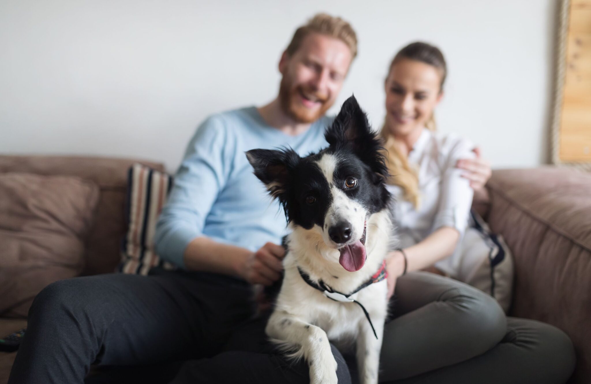 The Heart of the Matter: Long-Lasting Effects of Pet Stress | The ...
