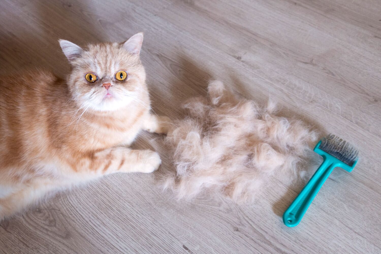 Seasonal vs Abnormal Shedding: When to Worry About Your Pet | The ...