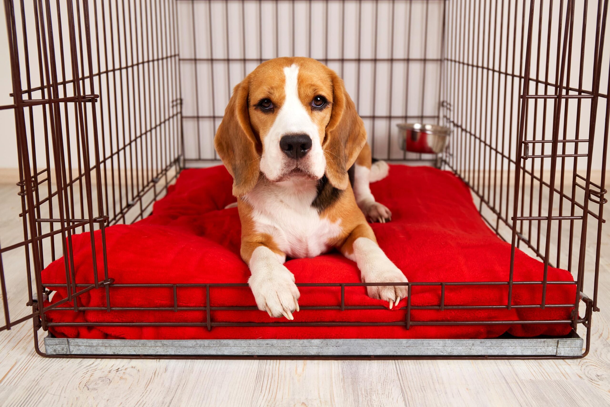 Tips for Crate Training Your Dog | The Gentle Vet