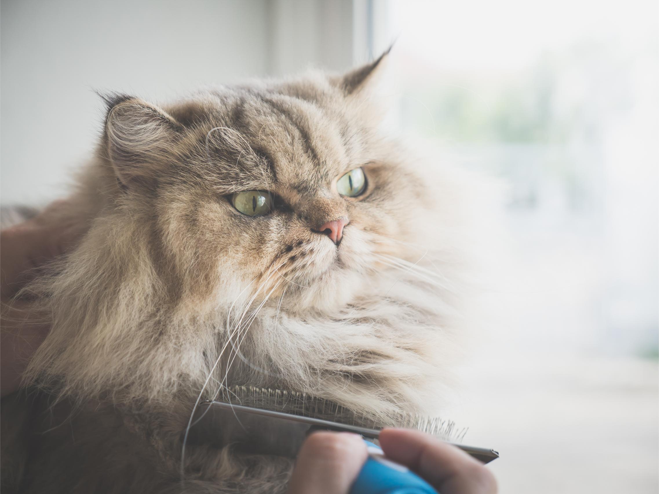 How To Keep Your Cat’s Fur from Matting | The Gentle Vet