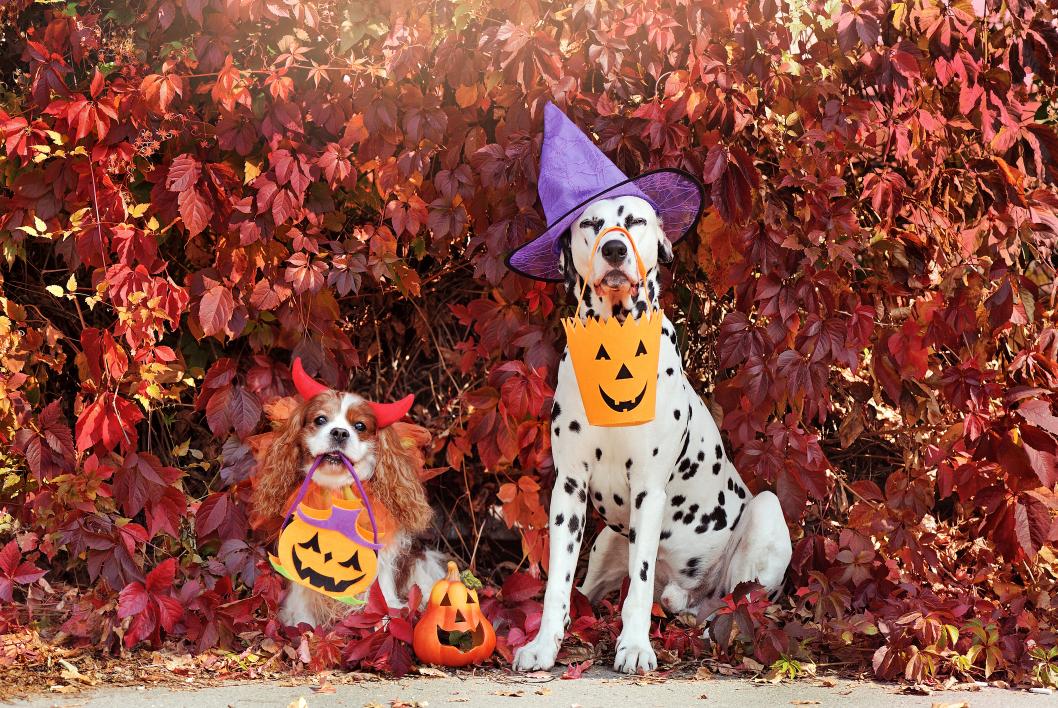 Halloween Safety Tips For Pets The Gentle Vet